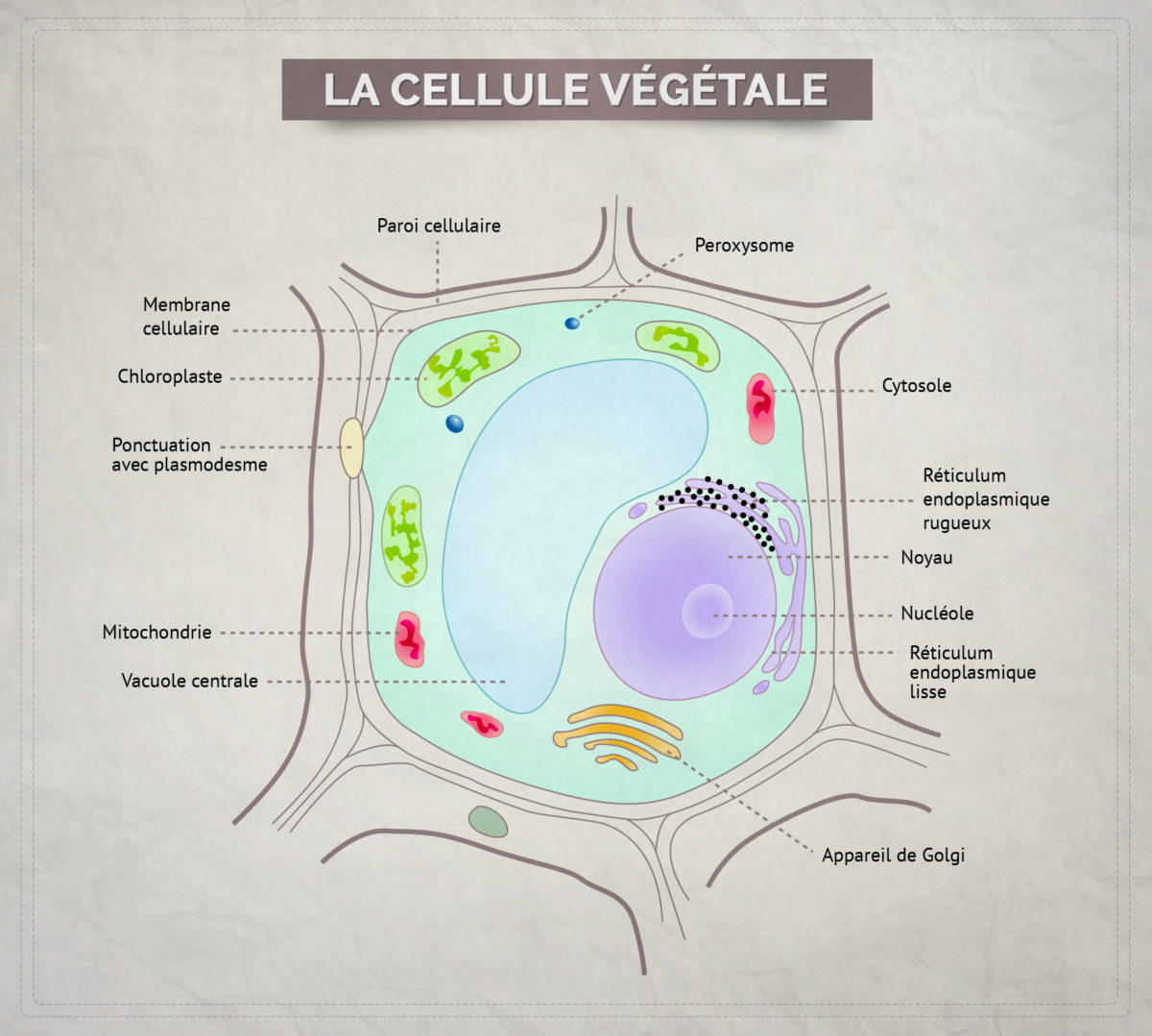 La Terre, une exception ? – Les origines de la vie – Retracer la Saga ...