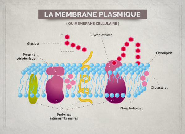Émergence(s) de la vie – Les origines de la vie – Retracer la Saga du ...